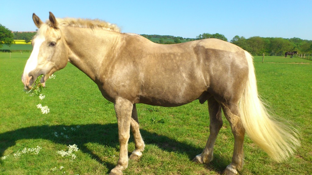 Retirement – Park Farm Liveries